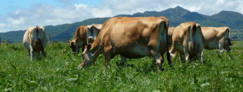 World Wide Sires Photo Competition 2017 - Jersey