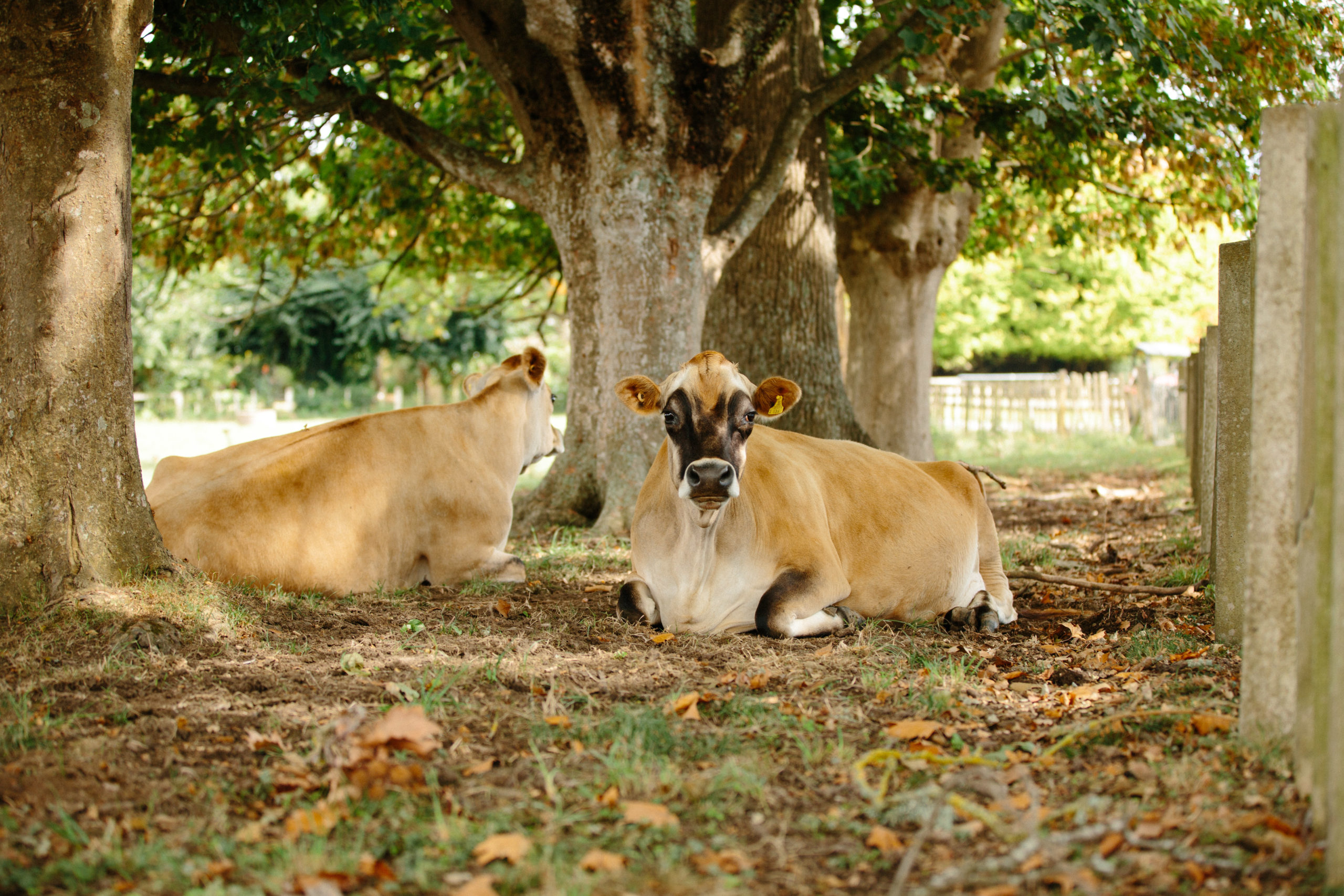 World Wide Sires Photo Competition 2019 – Results - Jersey