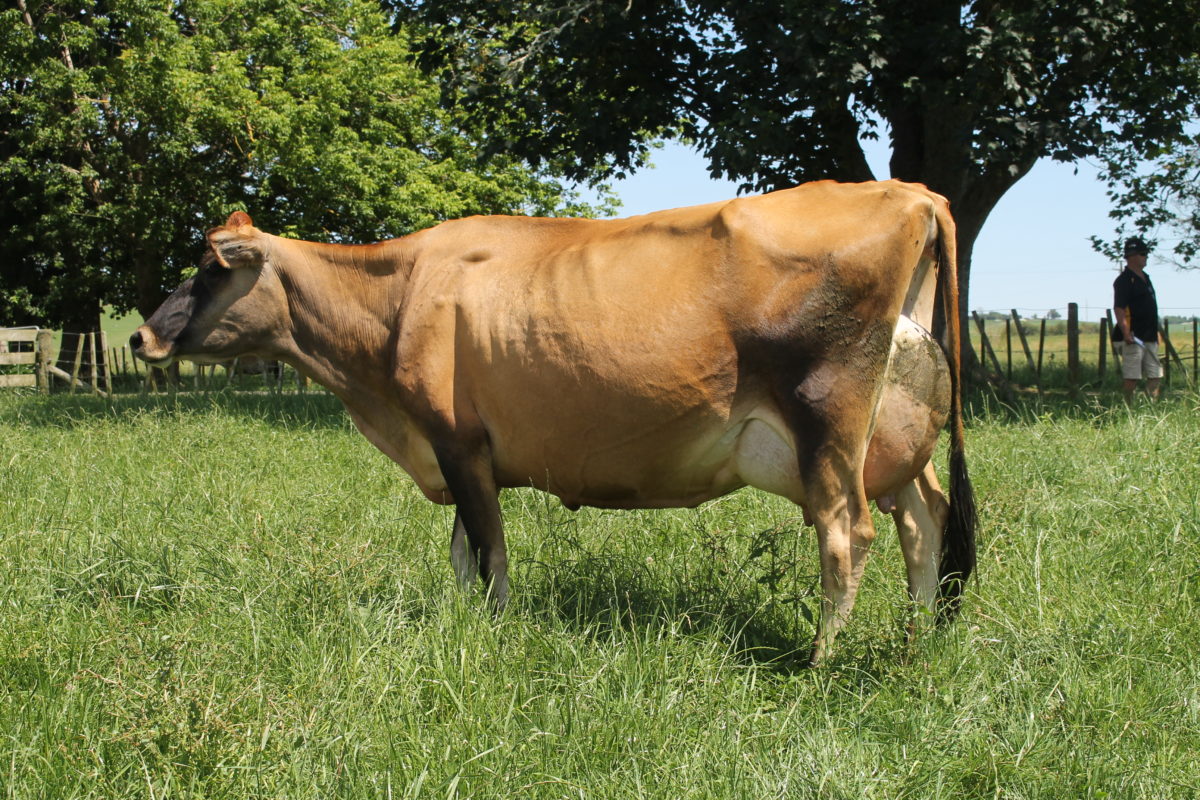 SEMEX – 6, 7 and 8 Year Old Conformation - Jersey