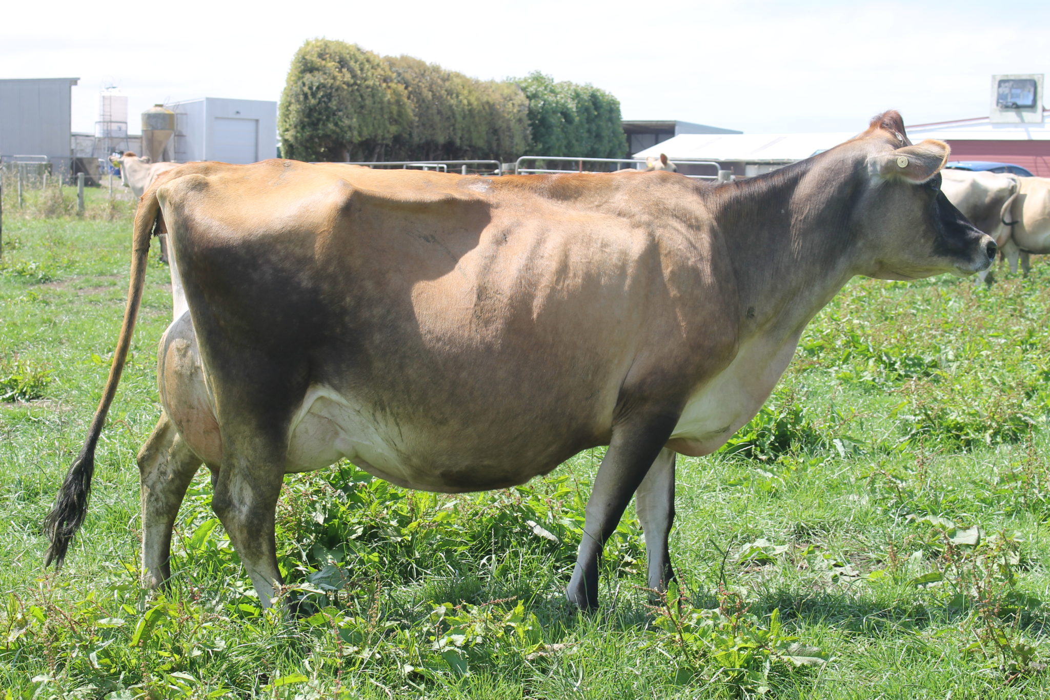 SEMEX – 6, 7 and 8 Year Old Conformation - Jersey