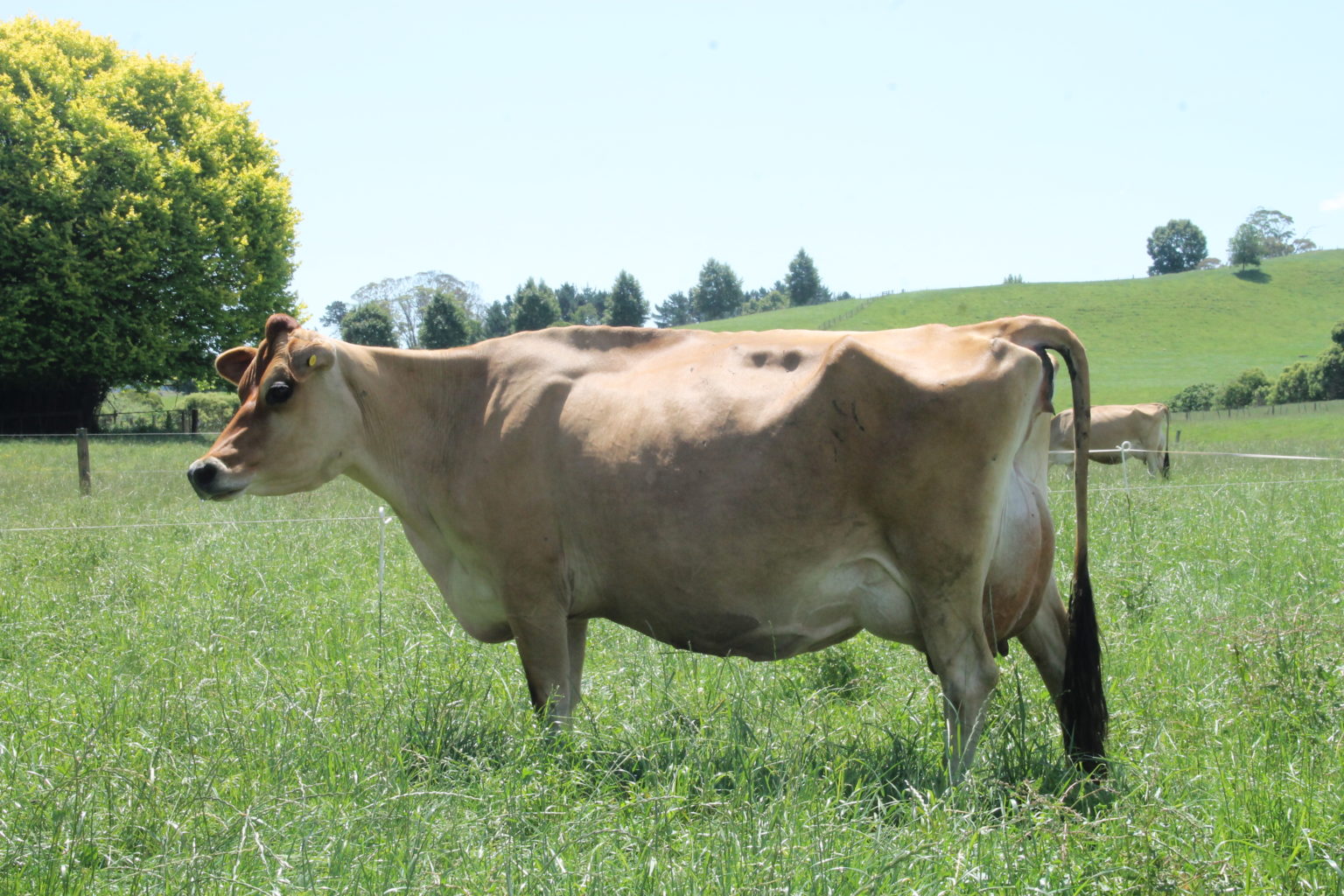 SEMEX – 6, 7 and 8 Year Old Conformation - Jersey