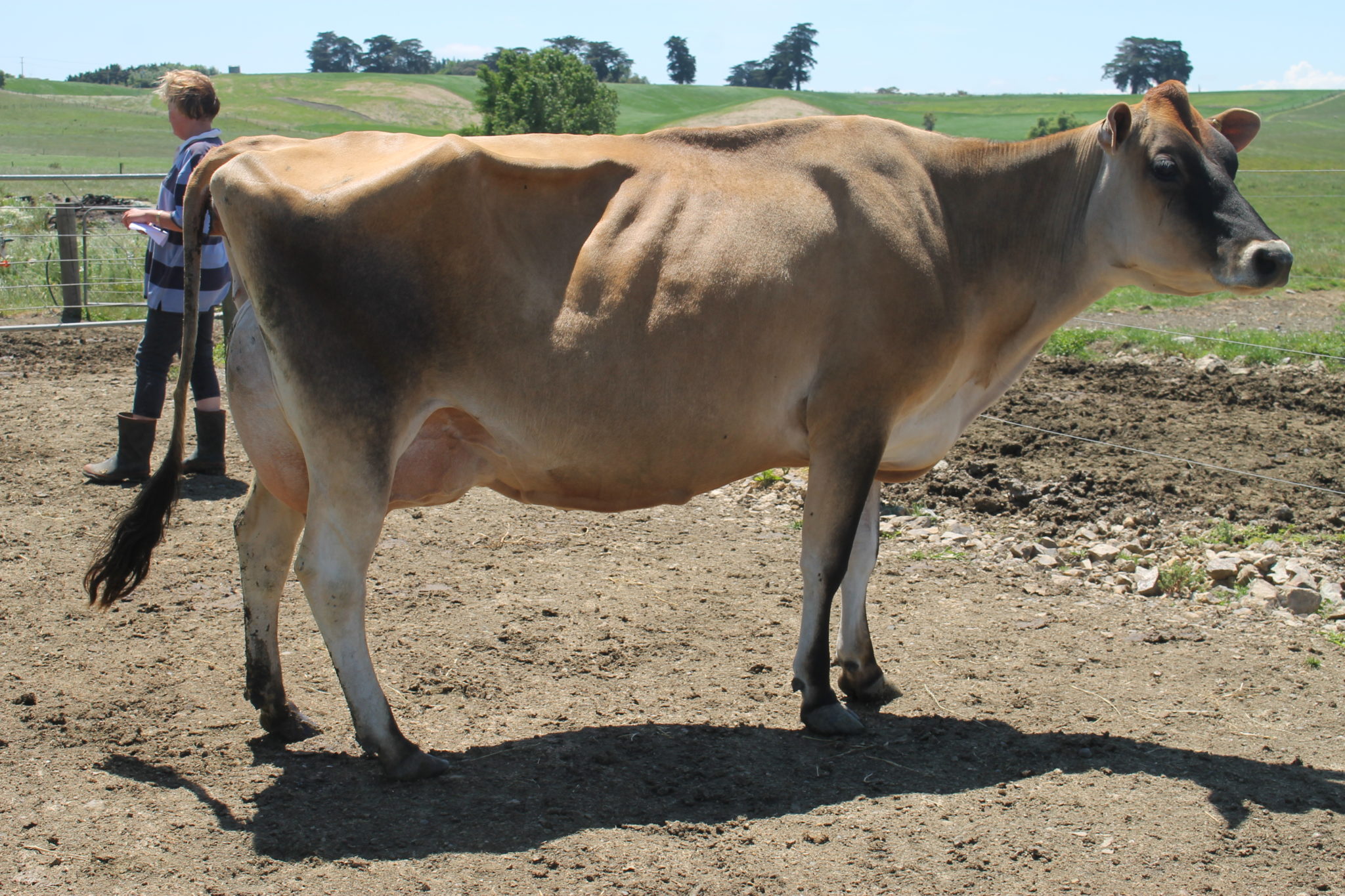 SEMEX – 4 & 5 Year Old Conformation - Jersey