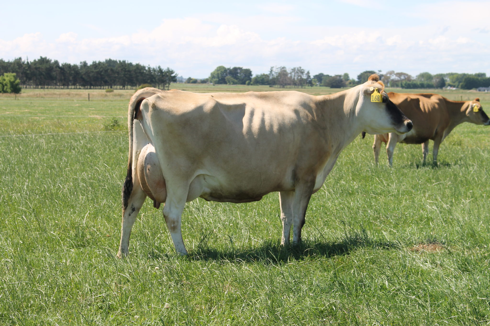 SEMEX – National Team Results - Jersey