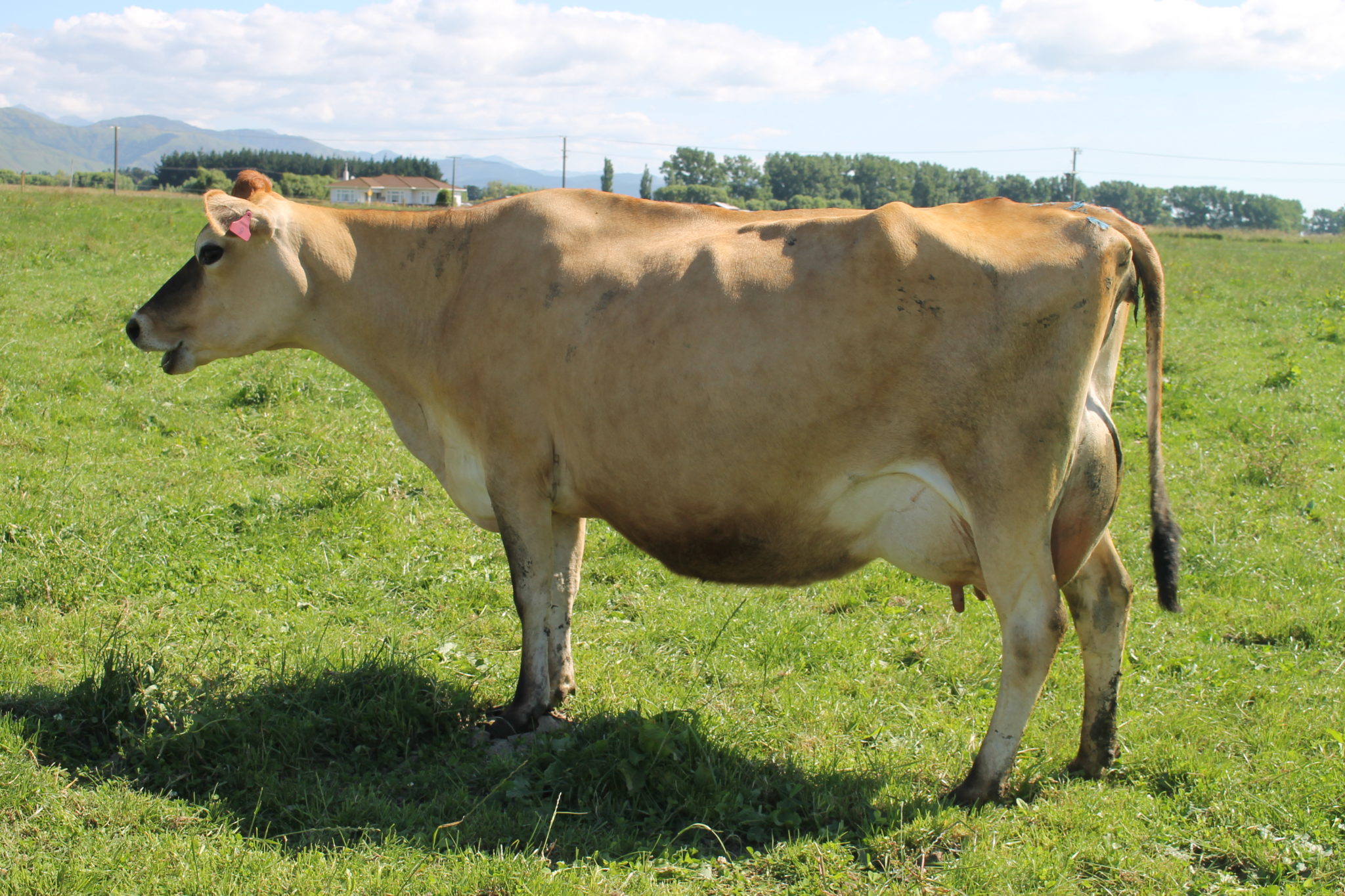 SEMEX – National Team Results - Jersey