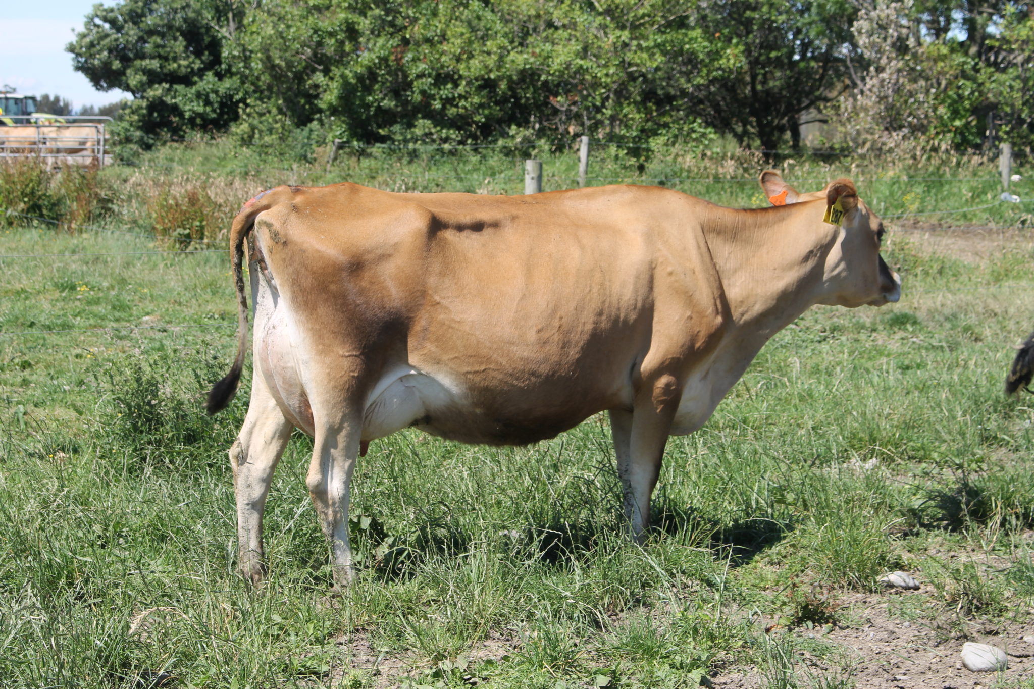 SEMEX – National Team Results - Jersey