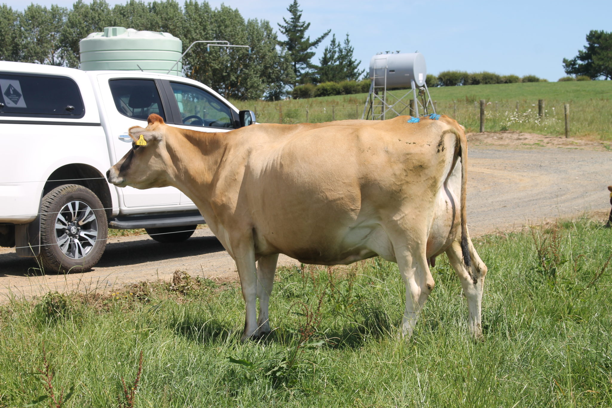 SEMEX – National Team Results - Jersey