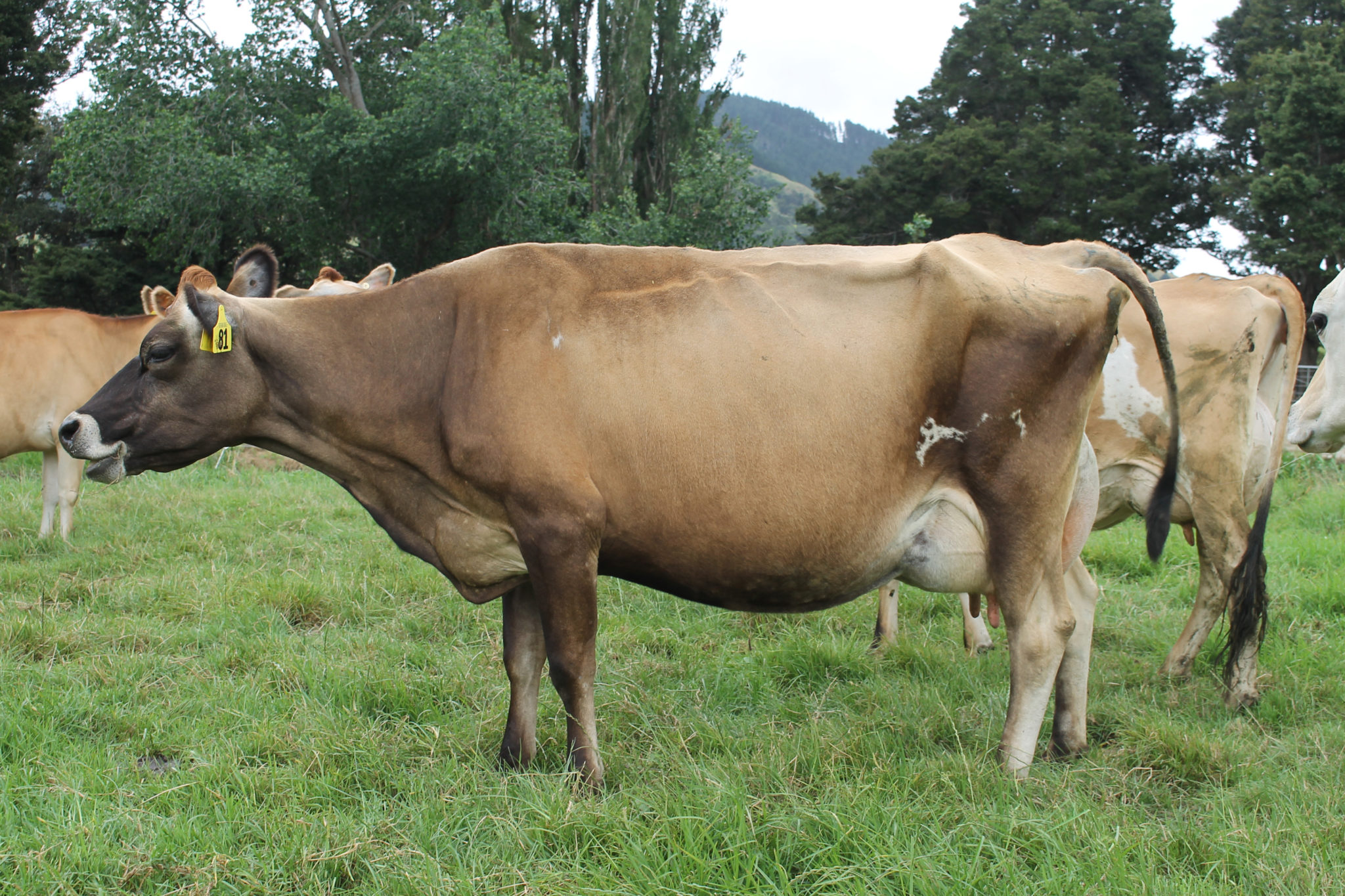 SEMEX – 9yrs and older Conformation - Jersey