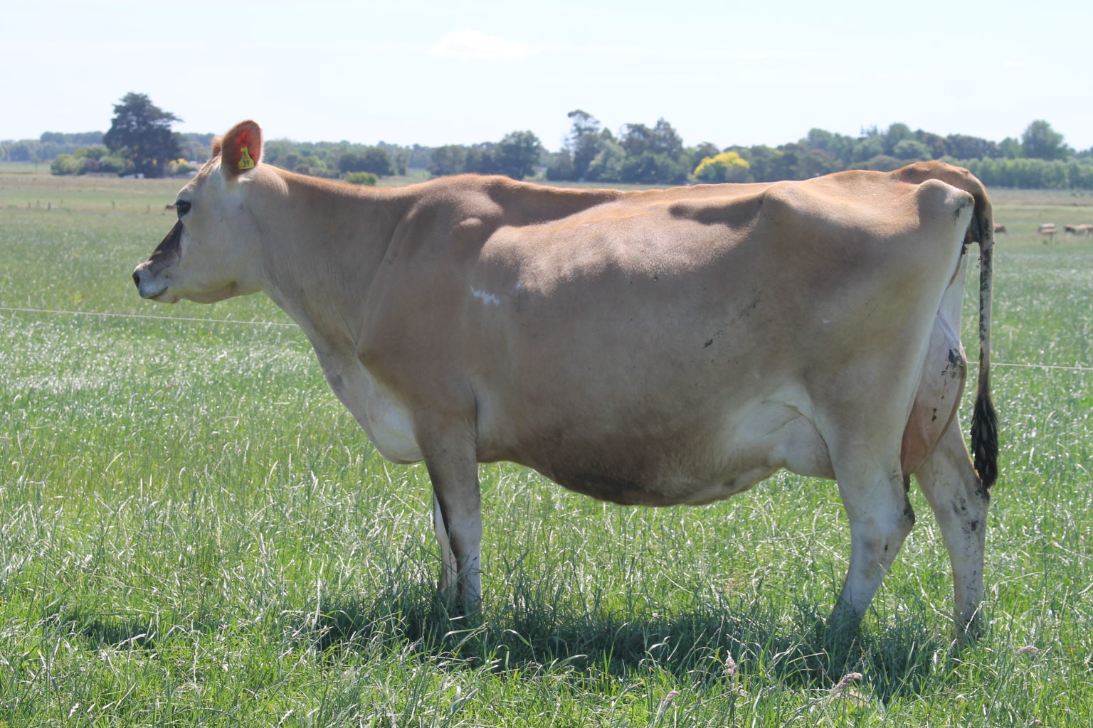 SEMEX – National Team Results - Jersey