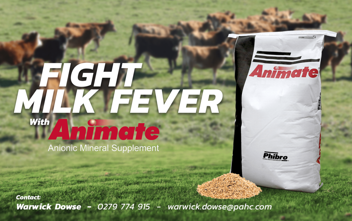 Dealing with Milk Fever - Jersey