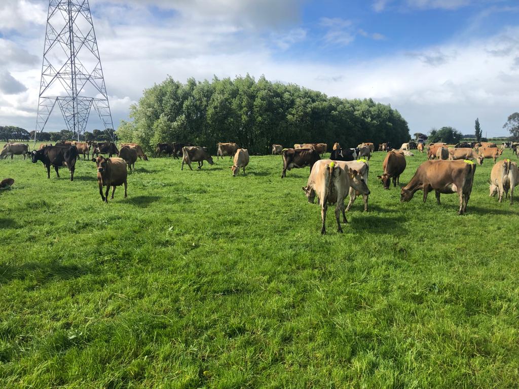 Jerseyland Farms – December - Jersey