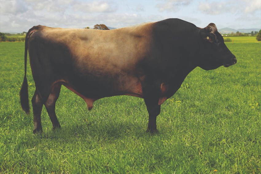 JerseyGenome Bull is New Zealand’s top bull across all breeds - Jersey