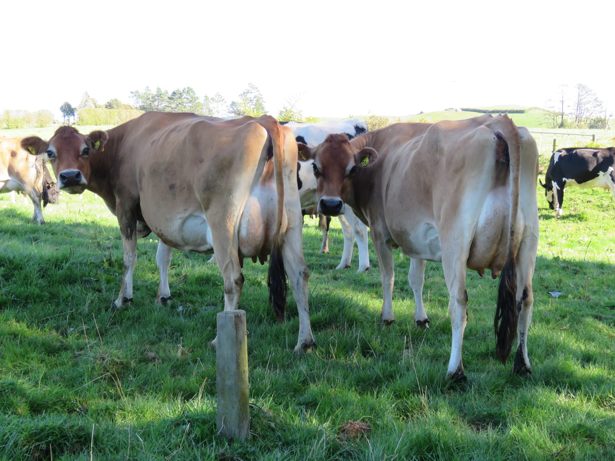 Rock View Farms - Jersey